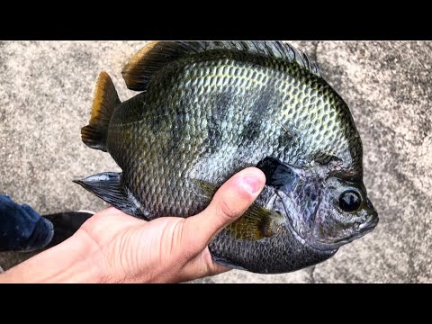 I CAUGHT a TWO POUND PLUS BLUEGILL on 2 LB LINE! - YouTube