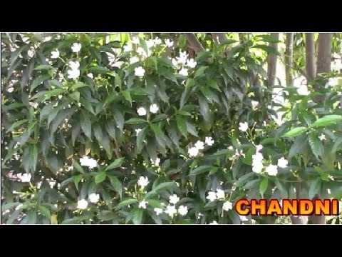 how to grow chandni tree | how to grow Tabernaemontana divaricata tree ...