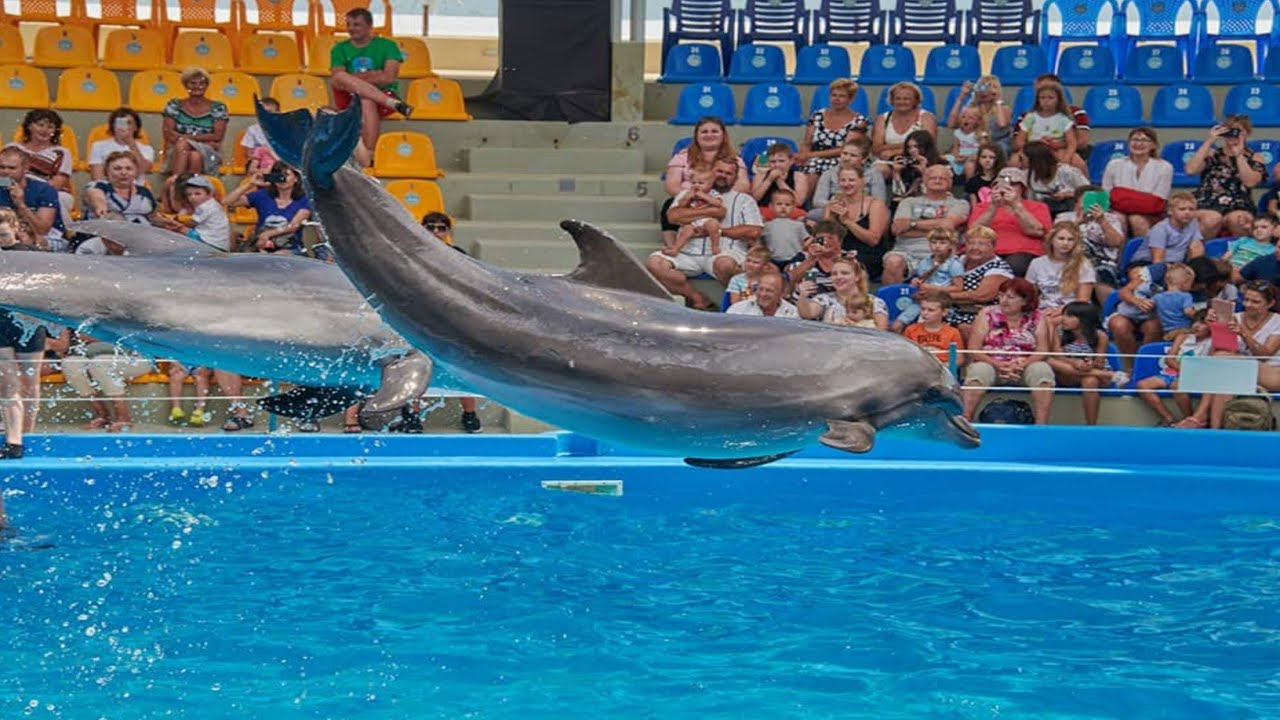 Dolphin stunt game... - YouTube