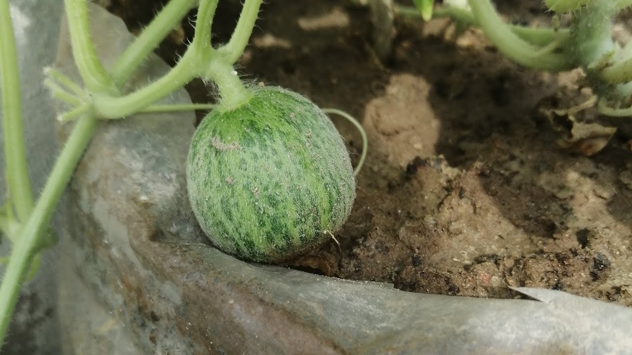 How To Grow Melon Kharboza From seed. Now flowering Fruiting start. Ist ...