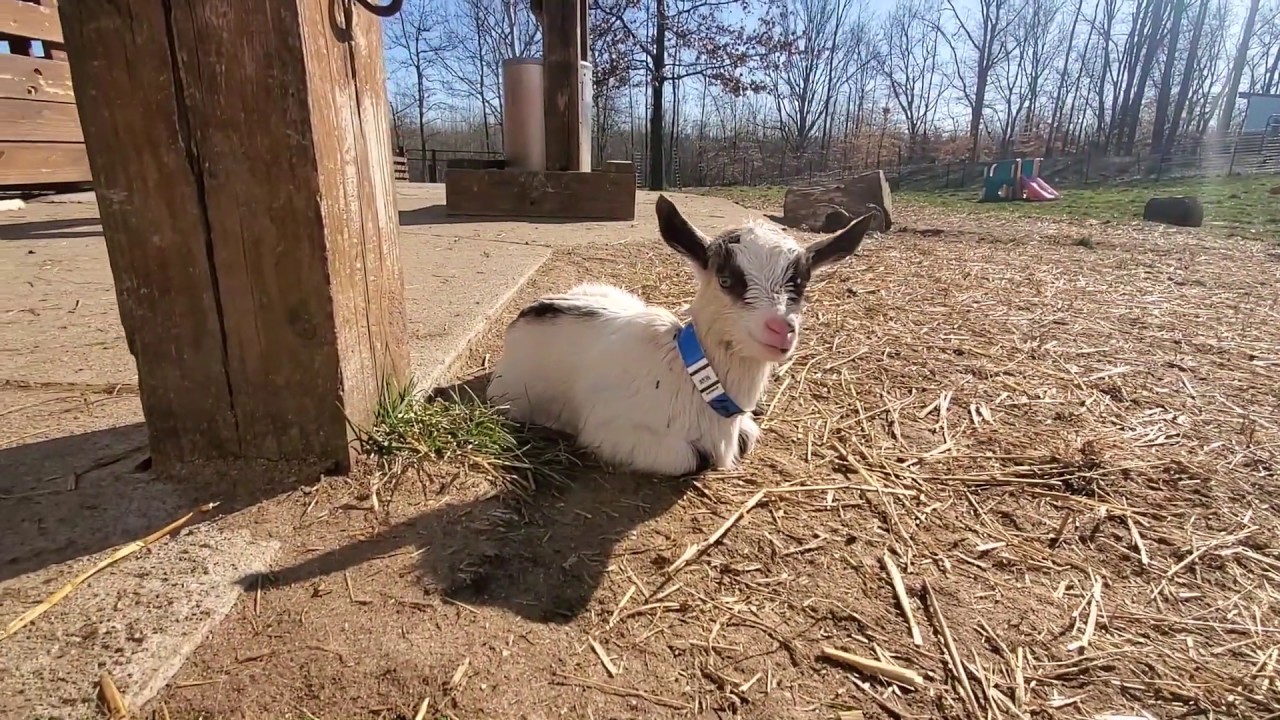 Cute baby goats Napping in the sunshine! - YouTube