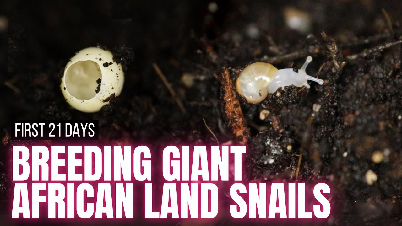 My Giant African Land Snails Laid Eggs & This Is What Happened... - YouTube