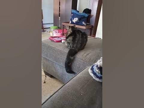 Mr Soxs (1) - YouTube