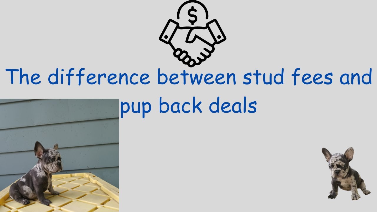 The difference between stud fees and pup back deals - YouTube