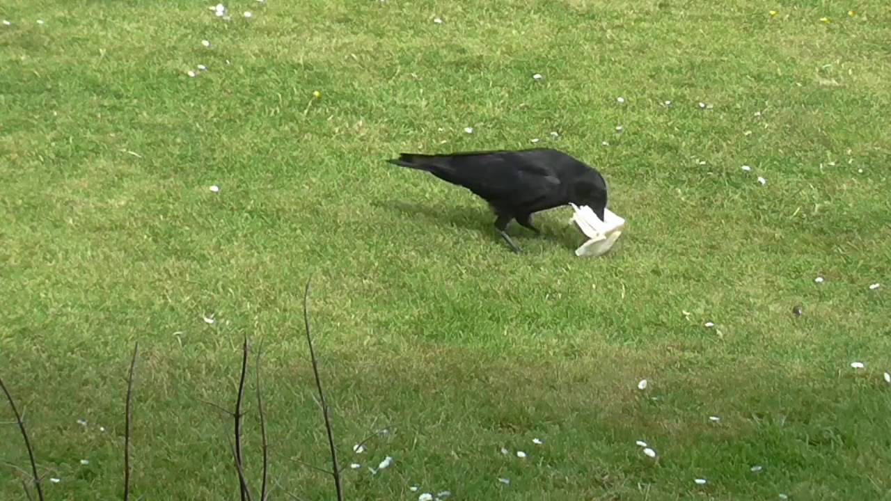 Crows Eating Ham Sandwiches - YouTube