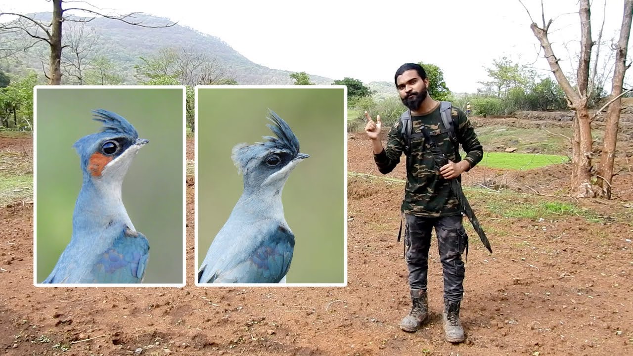 Crested treeswift (Hemiprocne coronata) | by Shantanu Kuveskar - YouTube