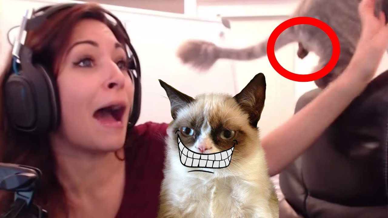 Best Animal Moments on Twitch [Best of Twitch] - YouTube