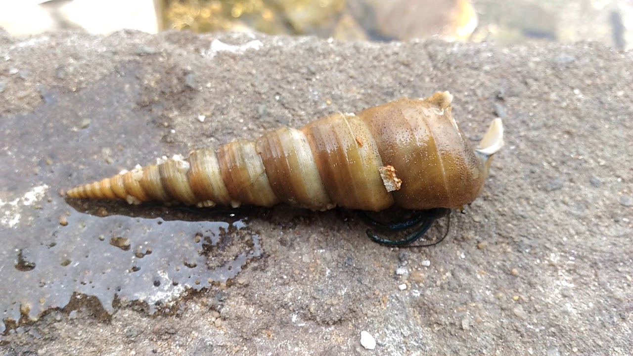 Moving Sea Shells - YouTube