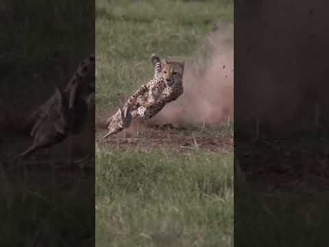 One of the Greatest Pursuits: Cheetah's 🐆 Chase