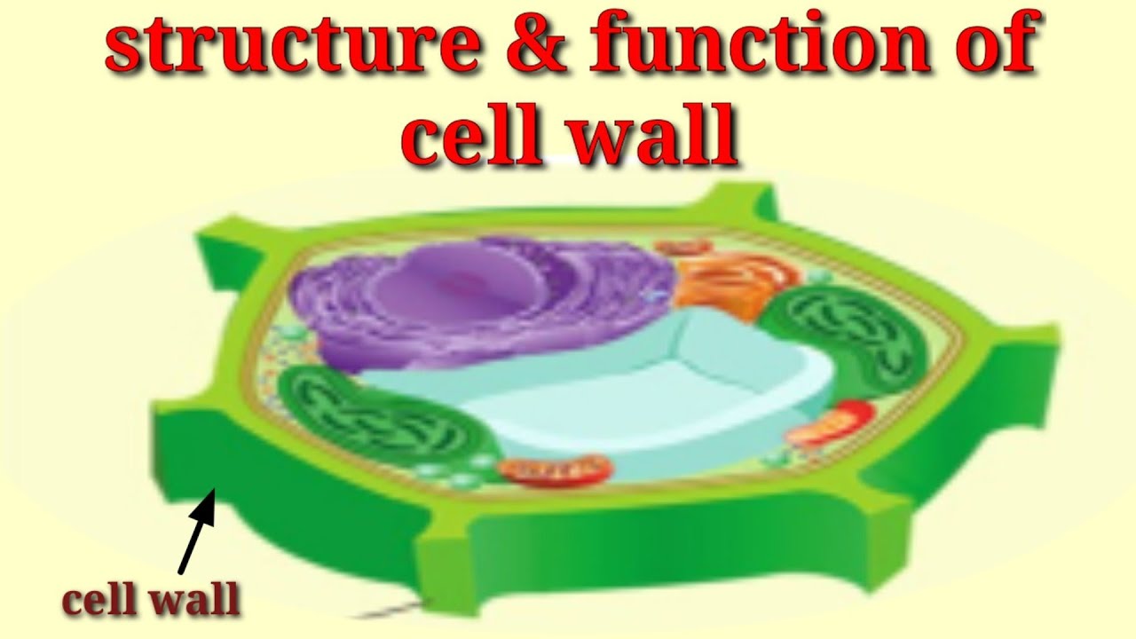 cell wall | structure & function of cell wal|cell the fundamental unit ...