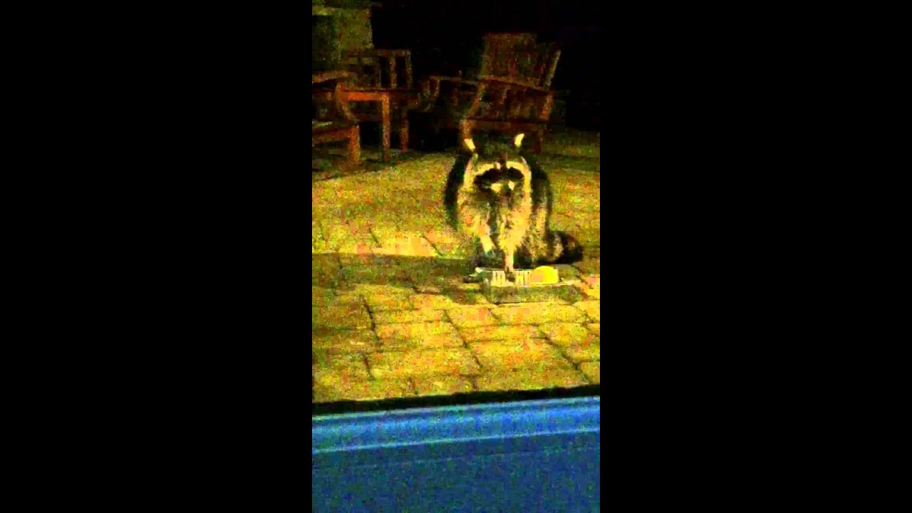 huge 40 pound raccoon eating - YouTube
