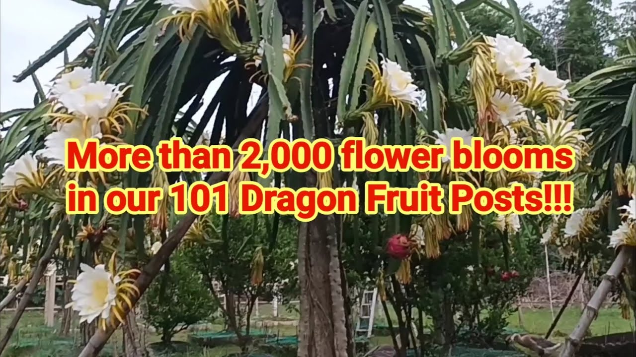 More than 2,000 flower blooms in our 101 Dragon Fruits Posts - YouTube