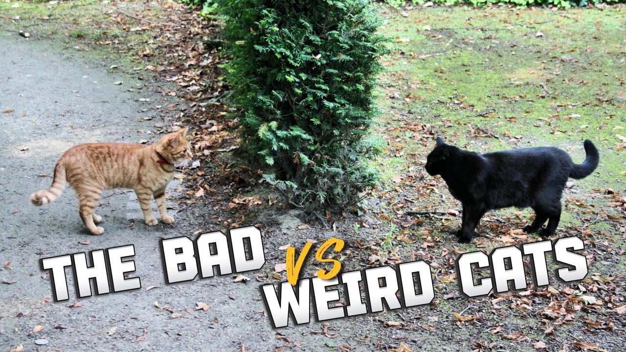 Feline Follies: The Bad and Weird Cats of the Internet - YouTube