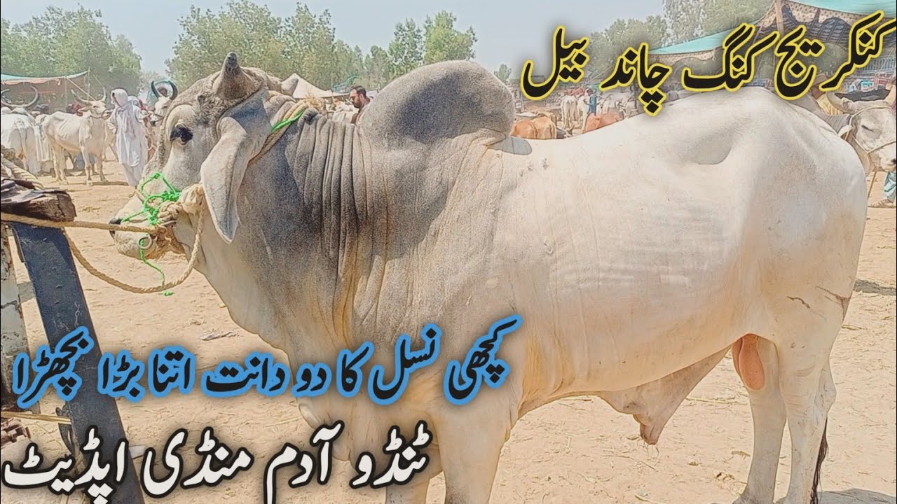 biggest kankrej king bull | TANDO ADAM MANDI UPDATE | Sindhi Cattle ...