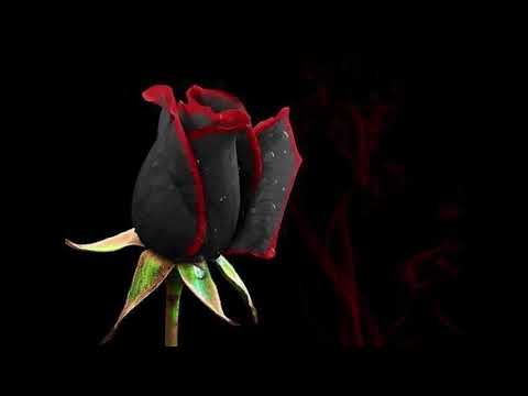 Abdurrahim Karakoç. Beklediğimi sensin. Çok güzel bir şiir. Harika yorum ve fon müziği (Kanun)