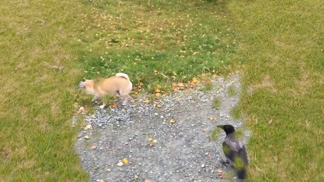 dog ass peck - YouTube