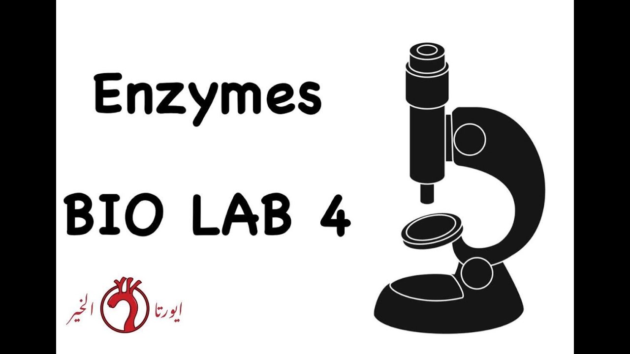 BIO LAB 4 -Enzymes - YouTube