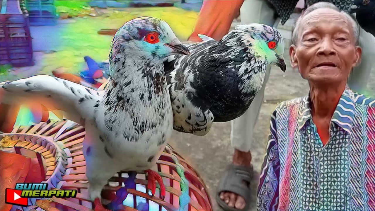 KAKEK PENJUAL MERPATI DARI PASAR KE PASAR || BLOROK MADU SEREM COY 🧐 ...