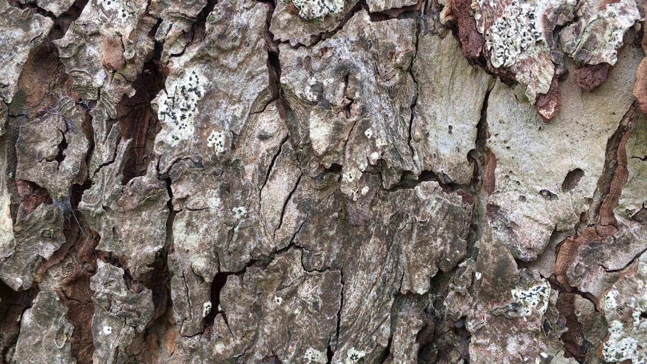 Crab apple (Malus 'Rudolph') - bark close up - April 2019 - YouTube