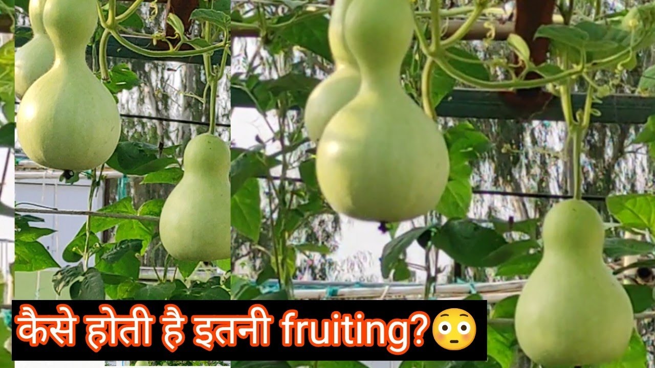 how we grow bottle guards sponge gaurds and pumpkin - YouTube
