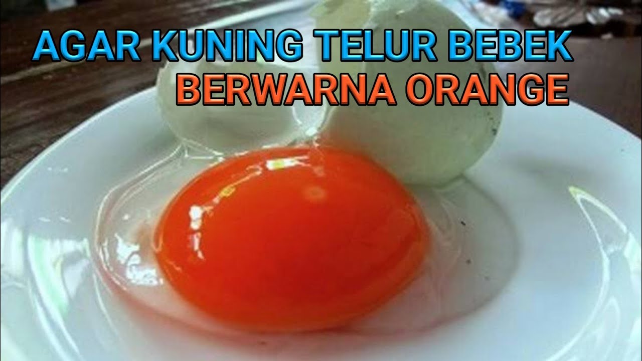 Tips ⁉️ Agar Kuning Telur Berwarna Orange - YouTube
