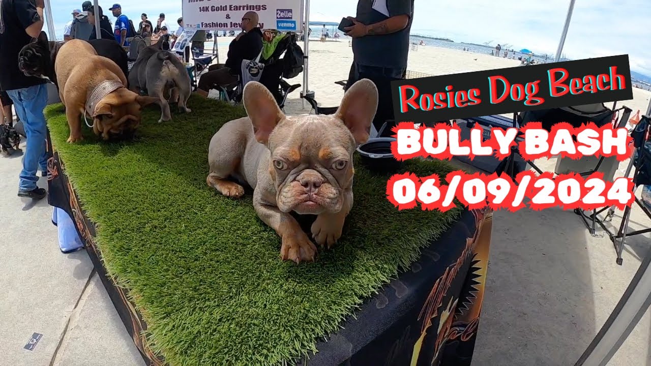 Rosie's Bully / Frenchie Bash Dog Show in Long Beach! - YouTube