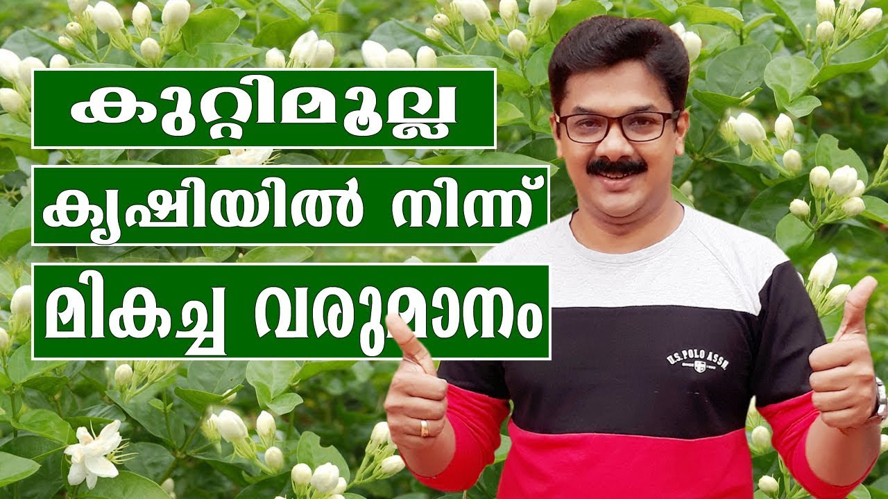 Jasmine Cultivation in Kerala | Kuttimulla Krishi | കുറ്റി മുല്ല എങ്ങനെ ...