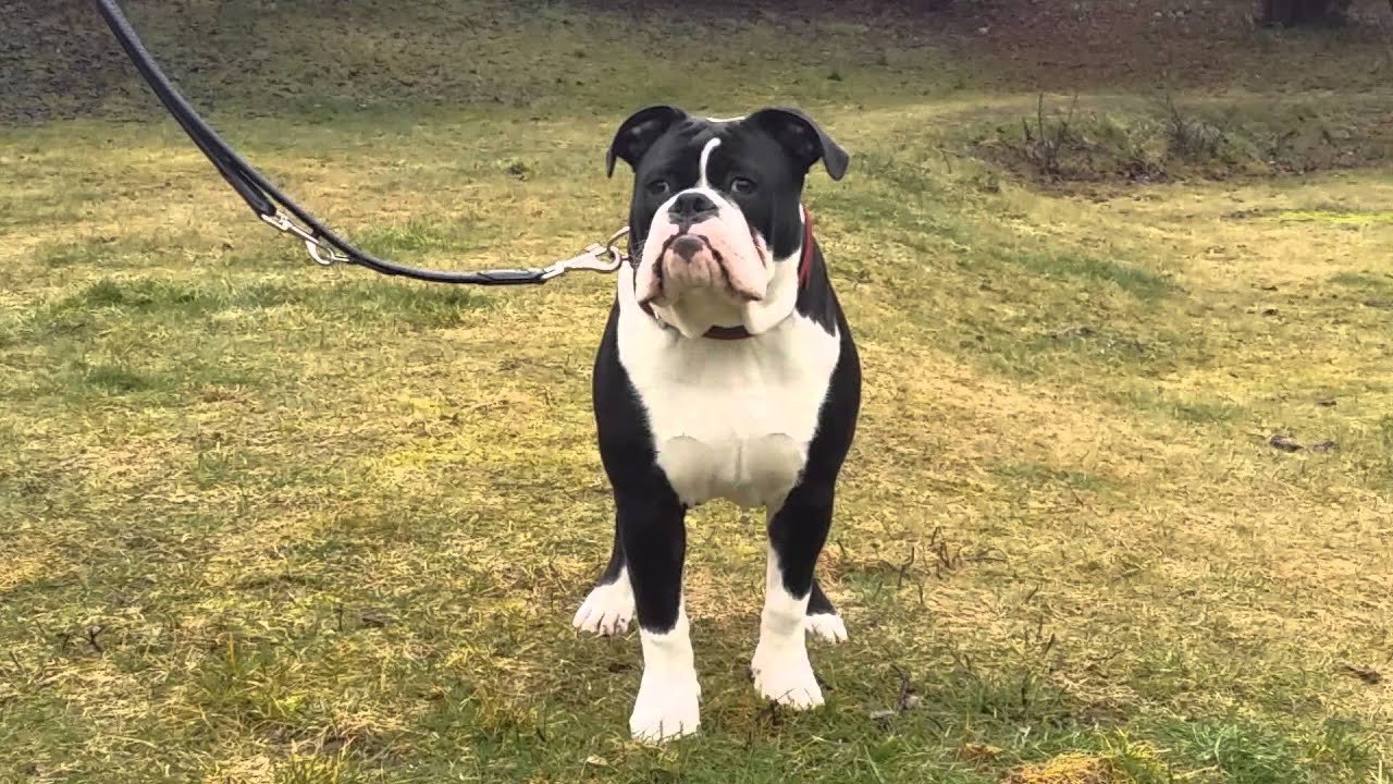 Bullforce Tank - son of Bullforce Scarface - 6 months old - Old English ...