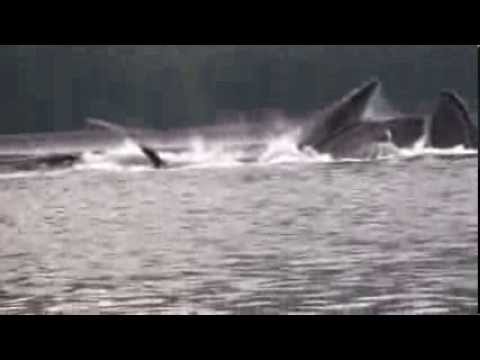 Alaska: Humpback Whales bubble net feeding