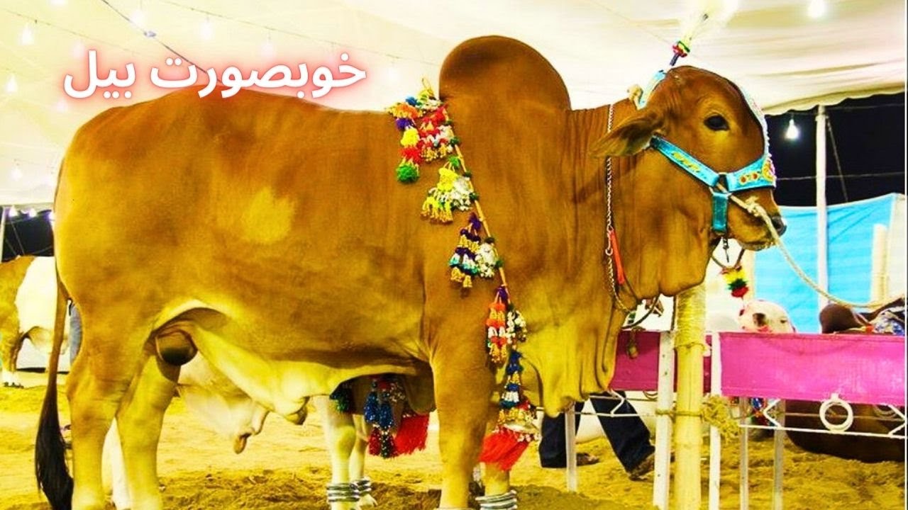 Beautiful Ox in Nawab shah mandi | Powerful Animals | AL-Khalid Animals ...