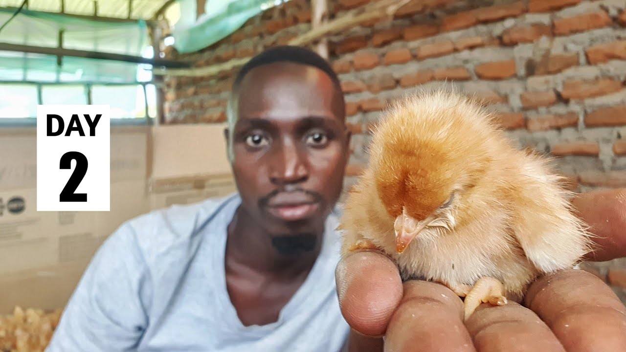 I'm Losing My Baby Chicks! - Brooding Day 2 - YouTube