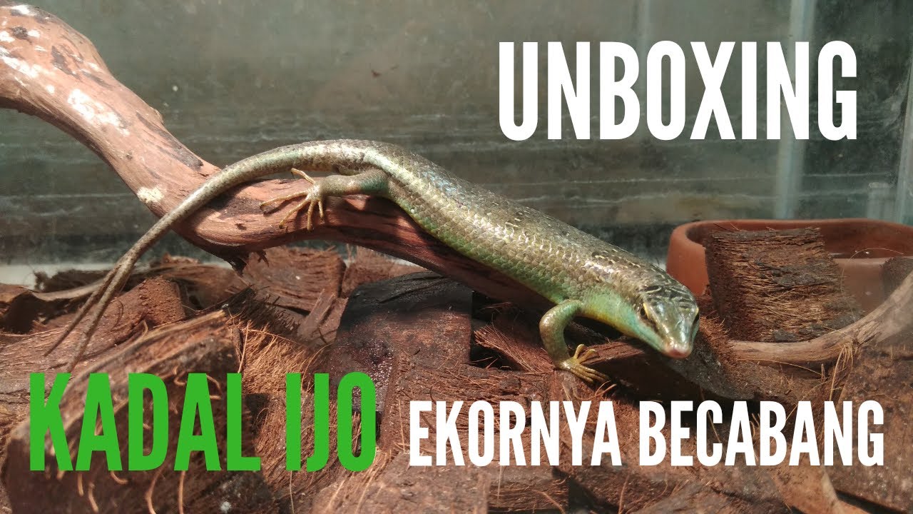 UNBOXING KADAL HIJAU BERCABANG DUA! | DASIA OLIVACEA - YouTube