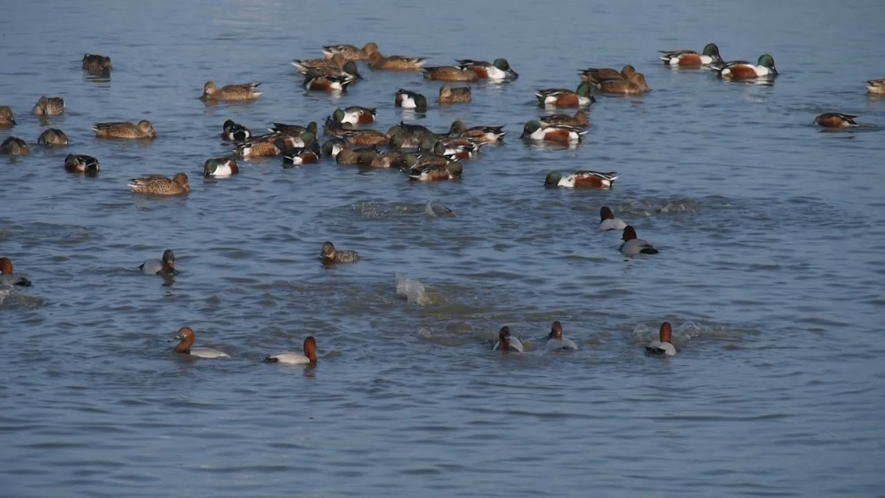 Vroege Vogels - Slobeenden en tafeleenden - YouTube