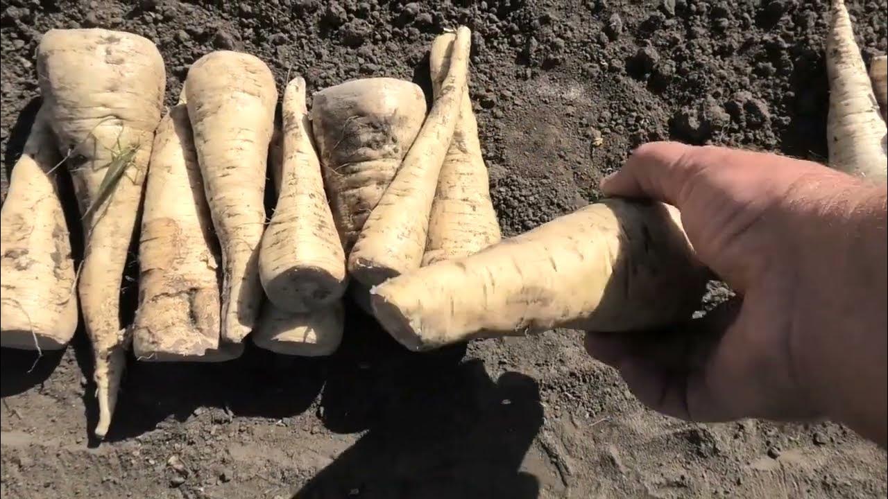 Корневая петрушка и пастернак Опыт выращивания, итоги сезона. - YouTube