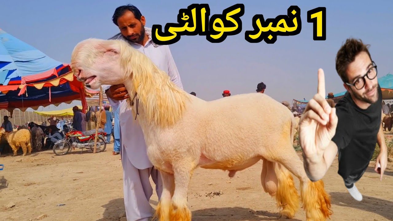 Muhammad Pur Mundra mandi ka visit kakay Billy cute and heavy-weight ...