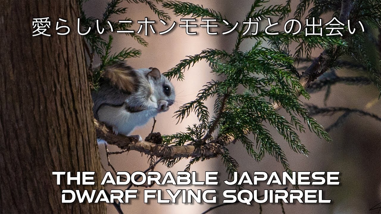 Magical Moment:Meeting The Japanese Dwarf Flying Squirrel For The First ...