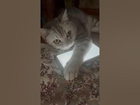 коты. игра мышь. cats - YouTube