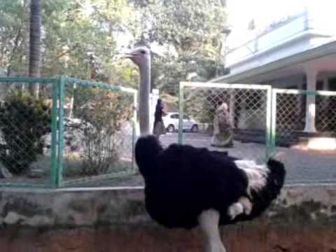 MARIA OSTRICH FARM ,KERALA - YouTube