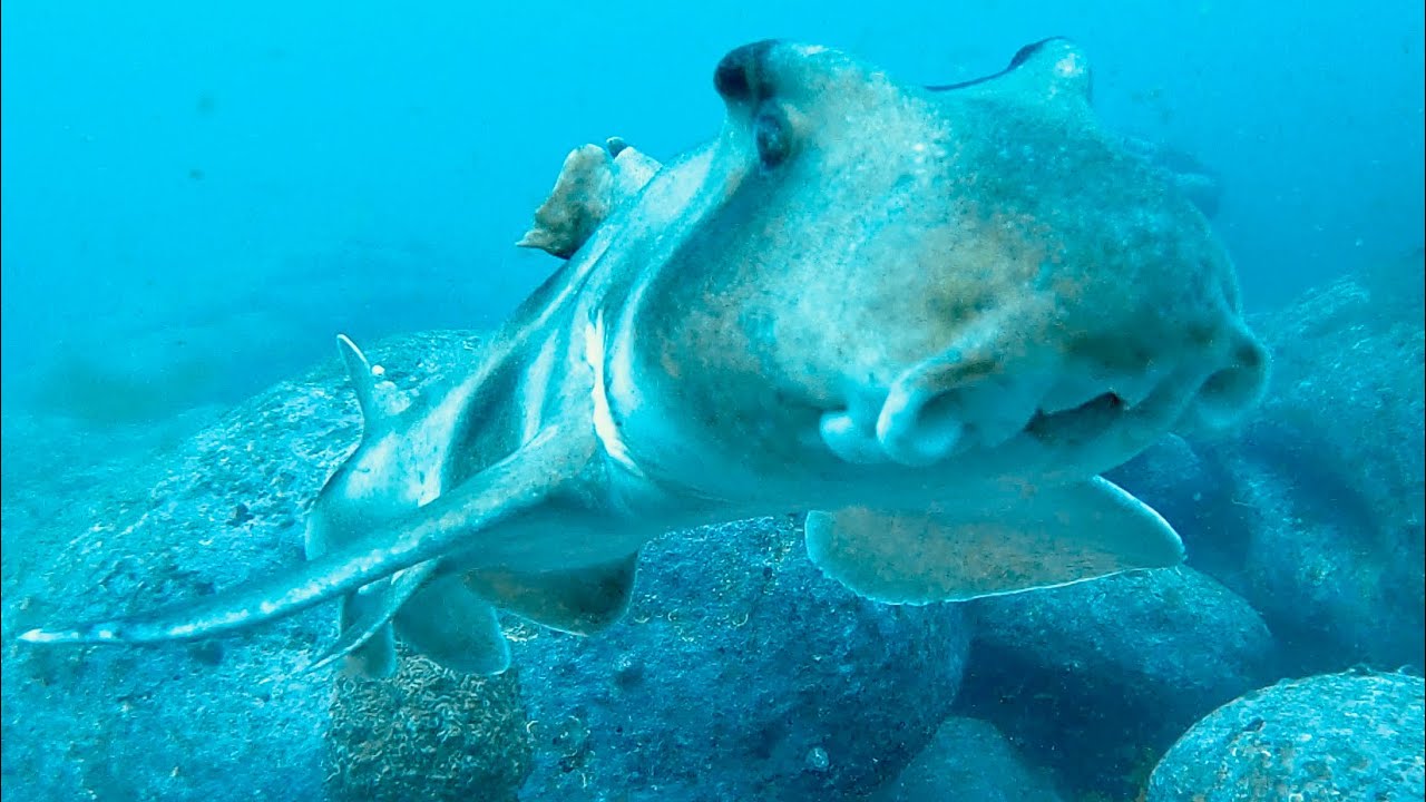 Diving Magic Point, Maroubra - YouTube