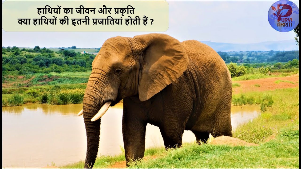 ELEPHANT. Species of Elephant. Elephant Life & Physical Nature ...