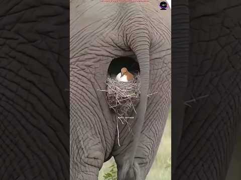 İŞTE KUŞLARIN EN GÜVENLİ YUVALARI – BÖLÜM 1 #hayvanlar #animals #vahşidoğa #ilginçbilgiler