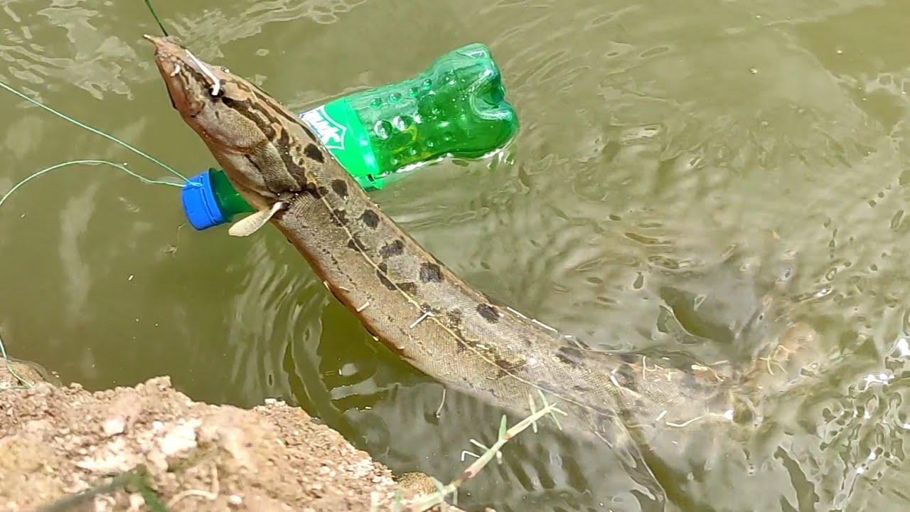Baam Fish Hunting | Bam Machhali Pakadne ka Tarika | Bam Fishing Bite ...