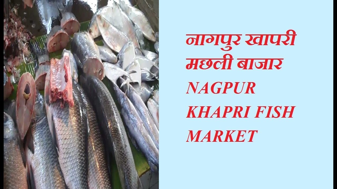 नागपुर खापरी मच्छी बाजार. NAGPUR KHAPRI FISH MARKET. - YouTube