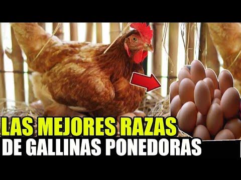 LAS 10 MEJORES RAZAS DE GALLINAS PONEDORAS DE HUEVOS GRANDES - YouTube
