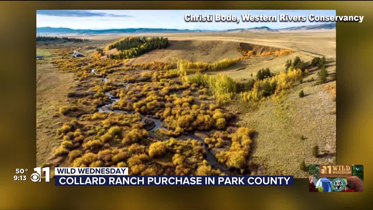 WILD WEDNESDAY: CPW helps others in Colorado during snowstorm, Collard ...