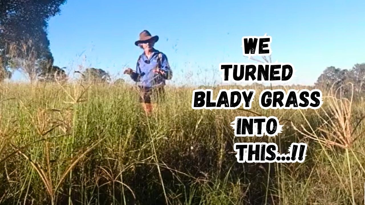 How we use Livestock to Successfully Rid Blady Grass with Regenerative ...