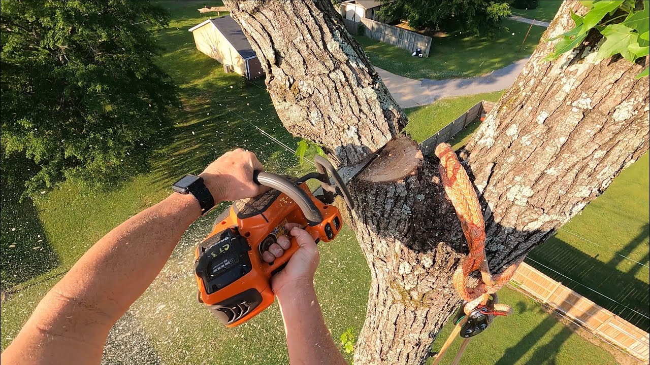 Tree job gone bad | what to do if this happens - YouTube