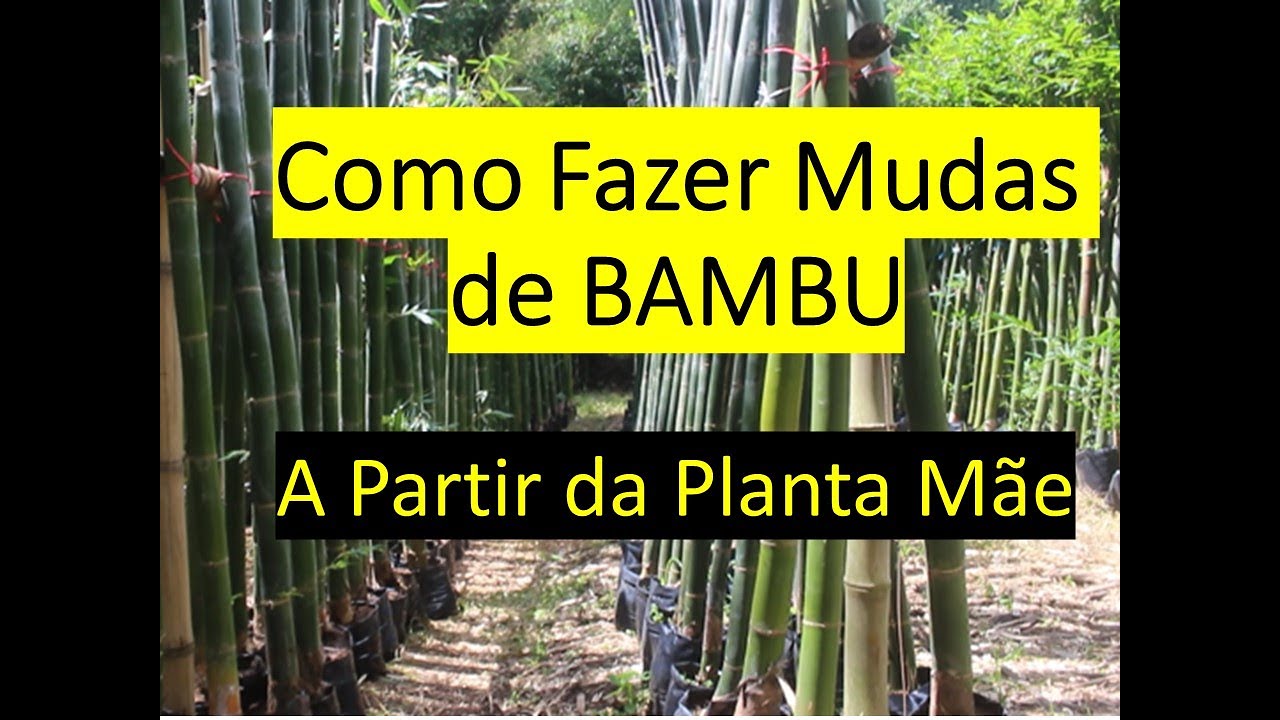 Como fazer mudas de bambu a partir da planta mãe - YouTube