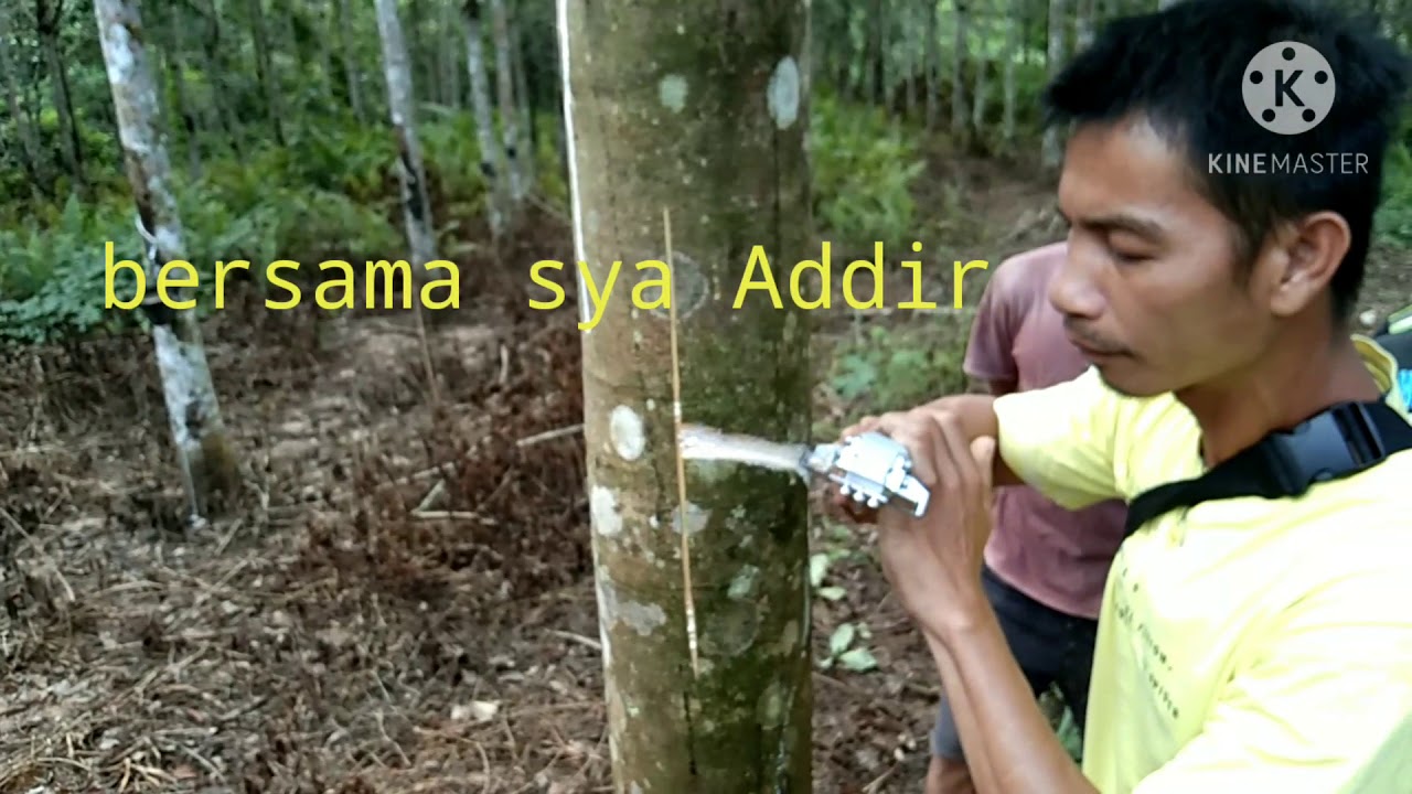 Mesin toreh pokok getah - YouTube