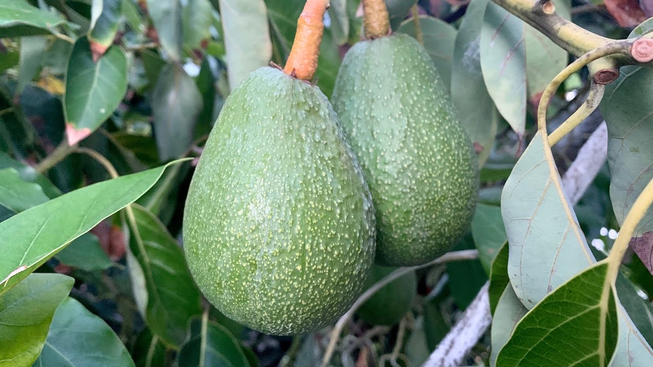 Fuerte Avocado Tree Sets a Heavy Crop - YouTube